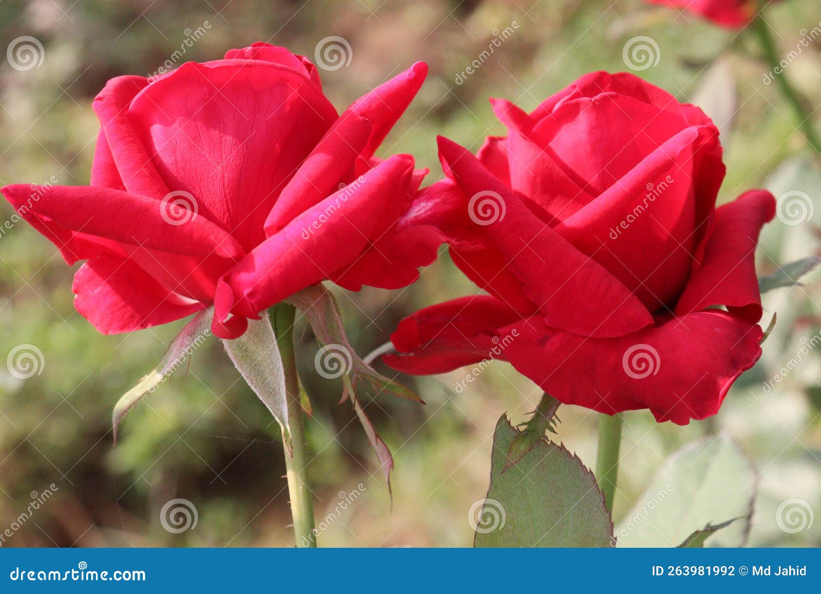 Red rose on tree in firm stock photo. Image of flower - 263981992