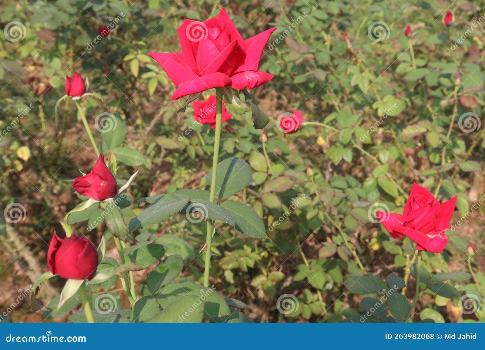 Red rose on tree in firm stock photo. Image of holiday - 263982068