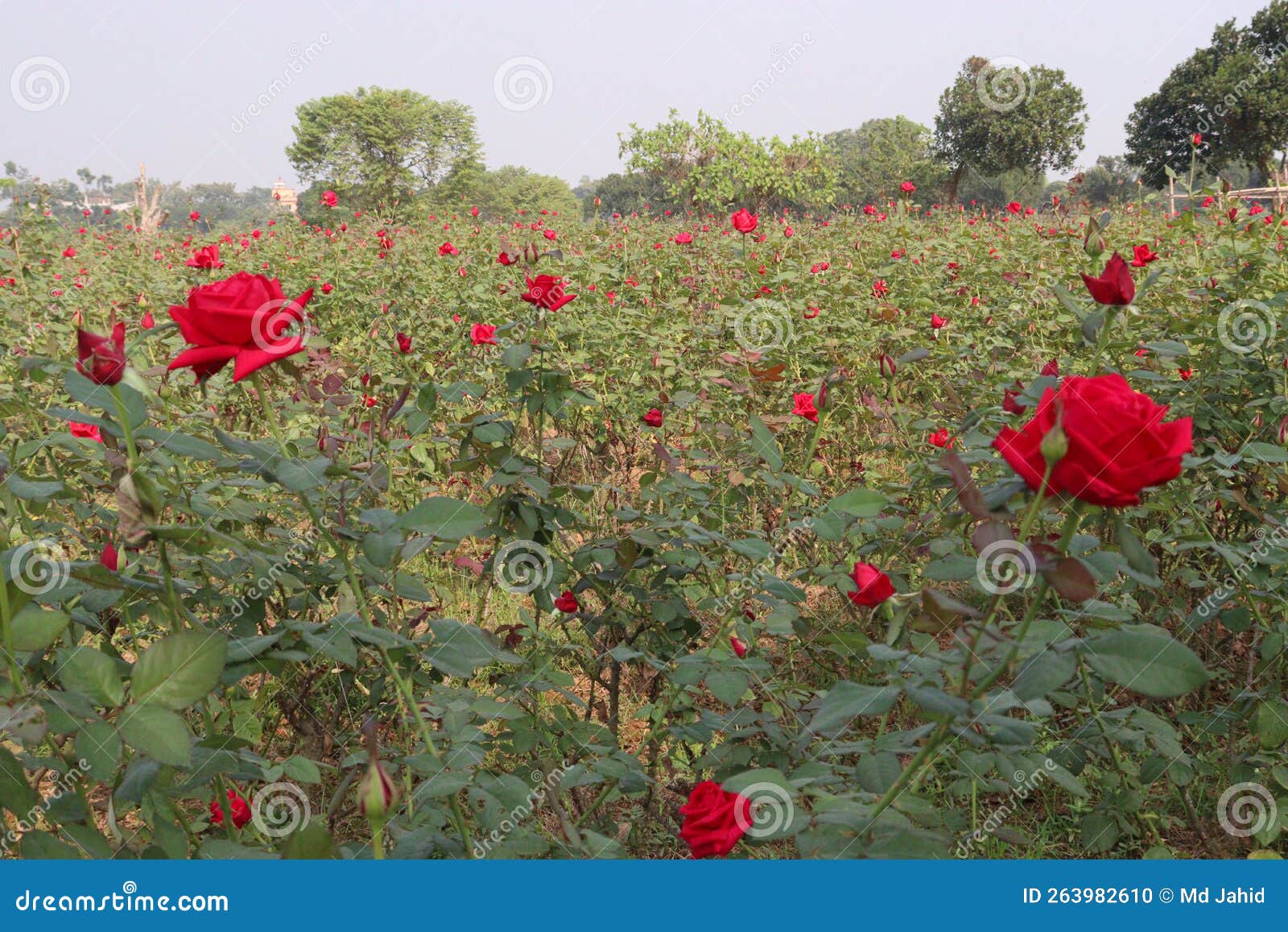 Red rose on tree in firm stock photo. Image of tuberose - 263982610