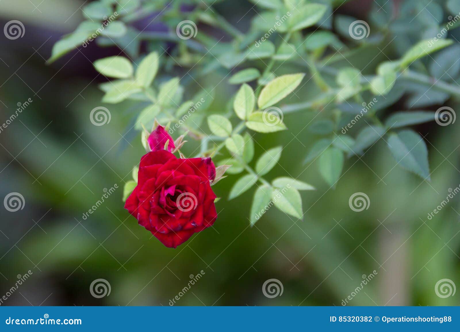 Red Rose and tree stock photo. Image of romantic, concept - 85320382