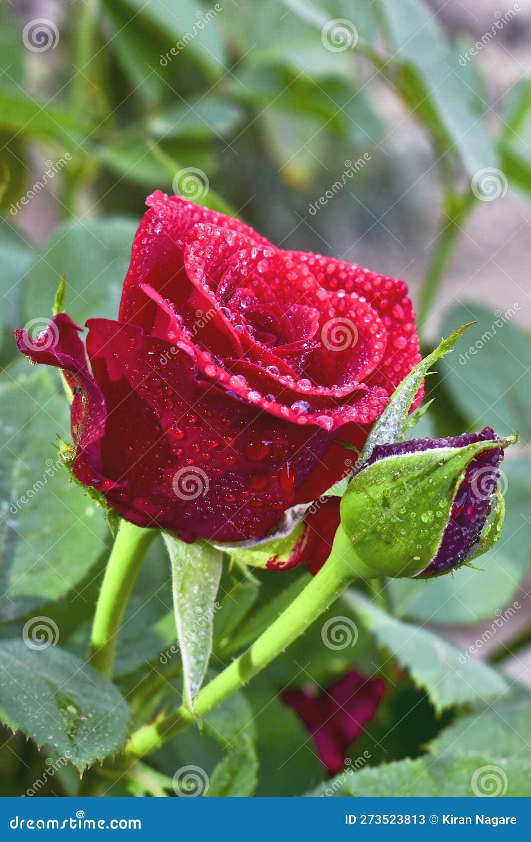Red Rose on a Tree in the Garden, Beautiful Red Rose in the Garden ...