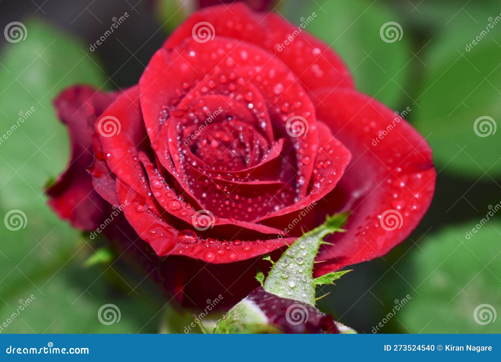 Red Rose on a Tree in the Garden, Beautiful Red Rose in the Garden ...