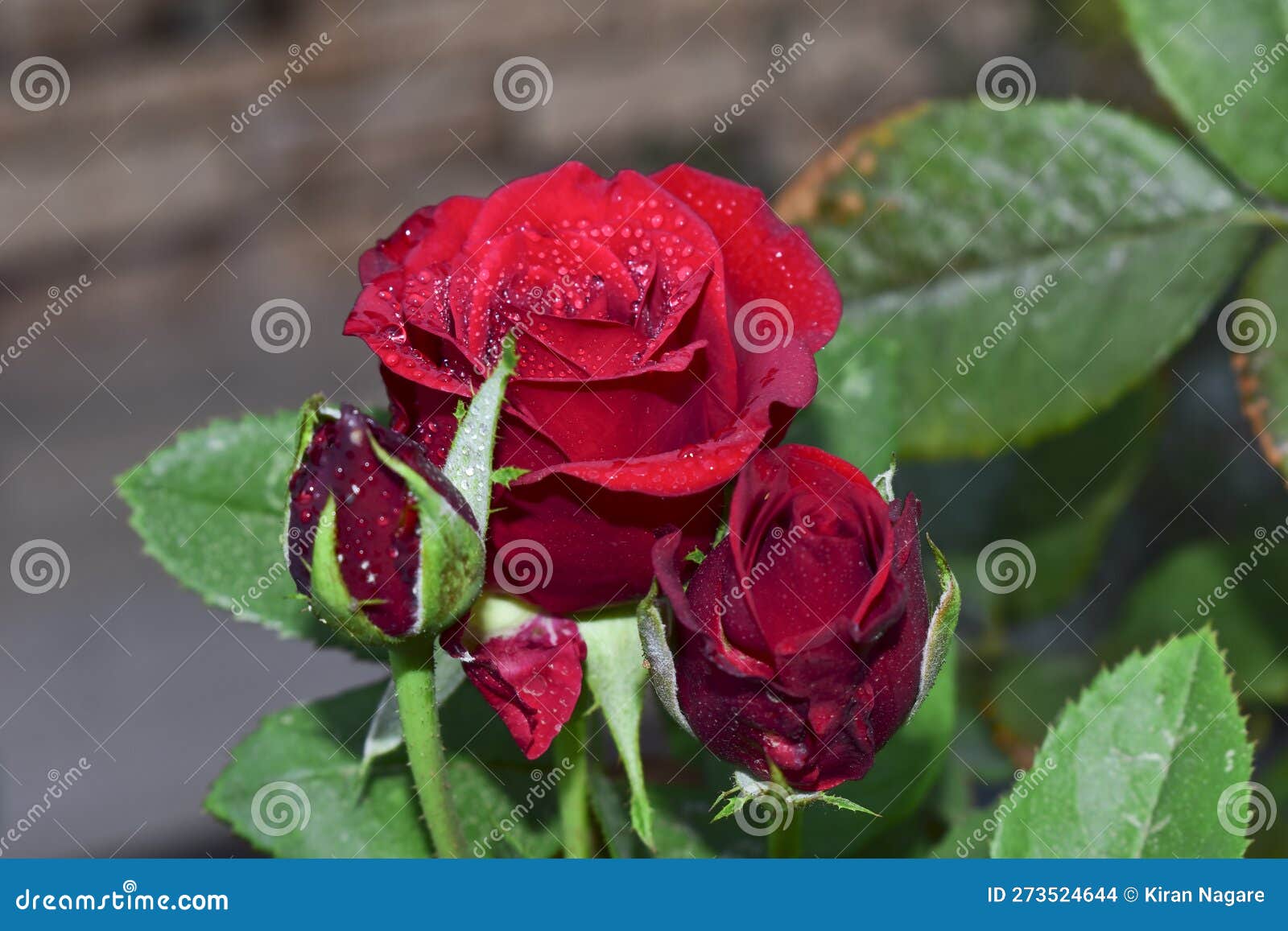 Red Rose on a Tree in the Garden, Beautiful Red Rose in the Garden ...