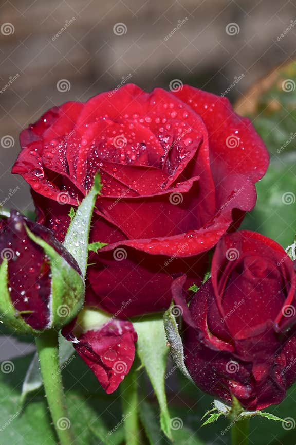 Red Rose on a Tree in the Garden, Beautiful Red Rose in the Garden ...