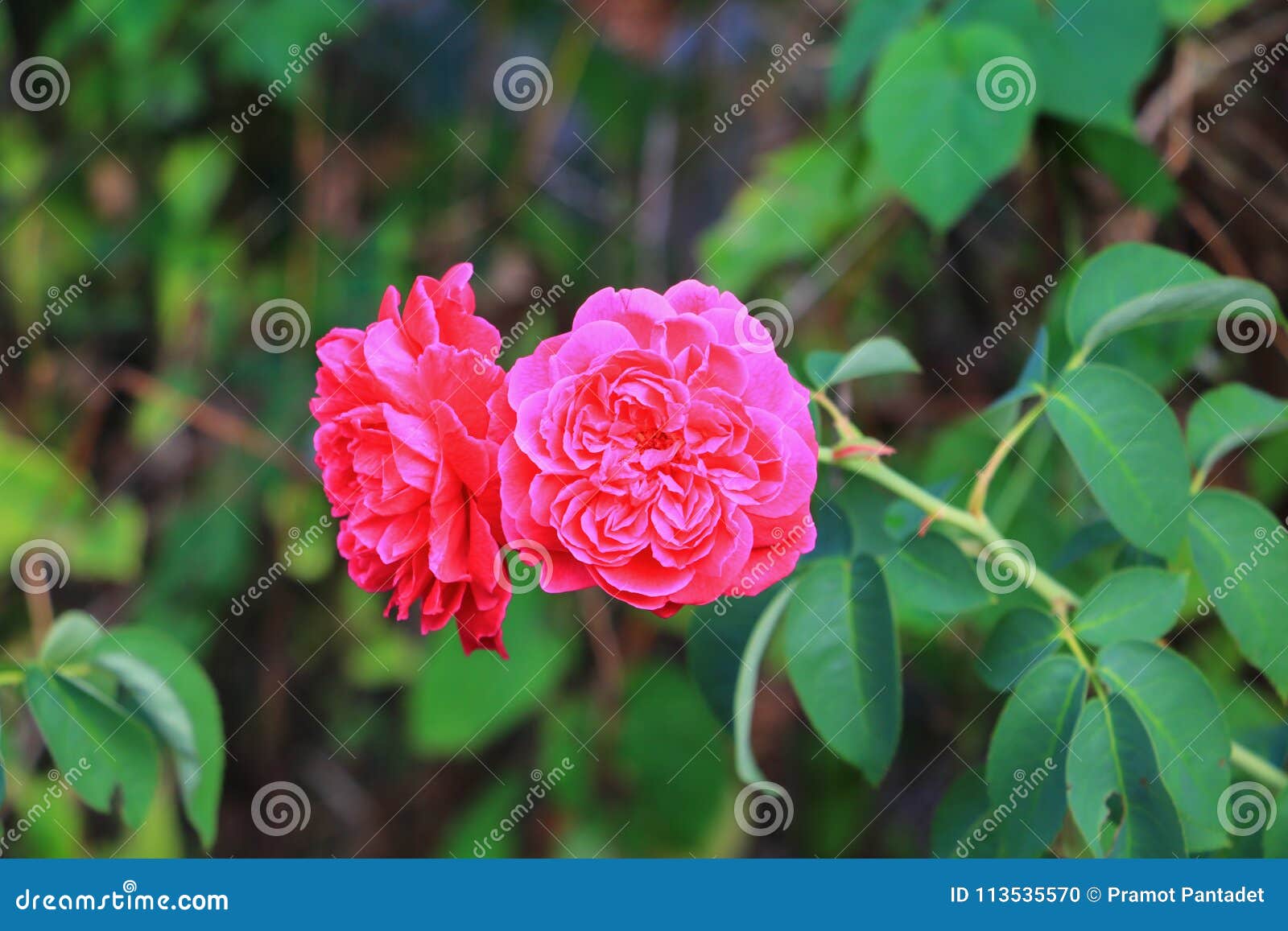Red Rose on Tree in the Garden Stock Photo - Image of environment ...