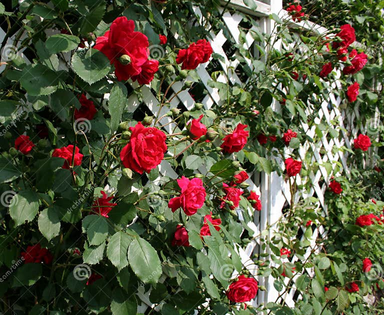 Red Rose Trellis stock image. Image of blossom, graceful - 964729