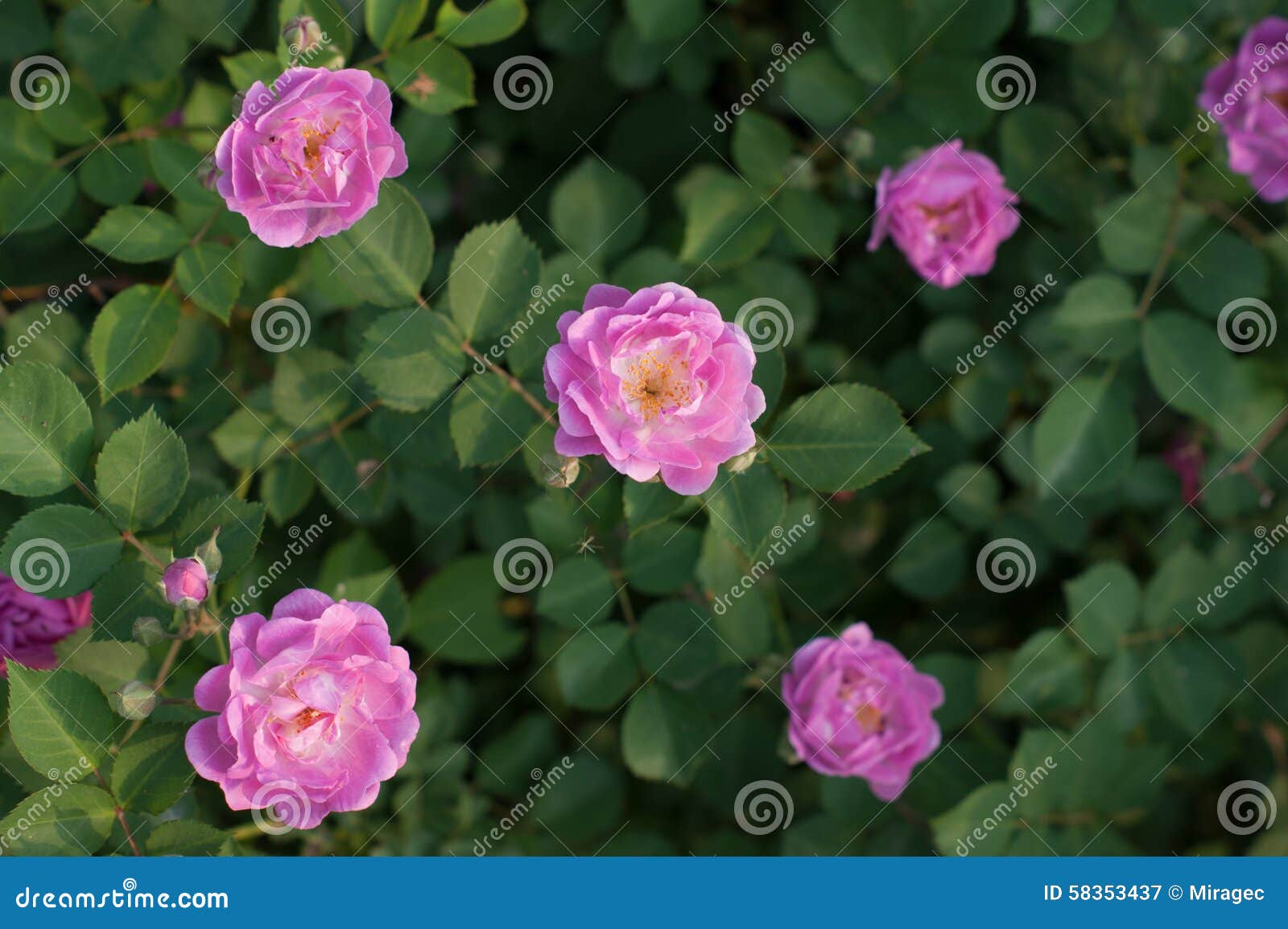 Red Rose Trellis stock image. Image of annual, bright - 58353437