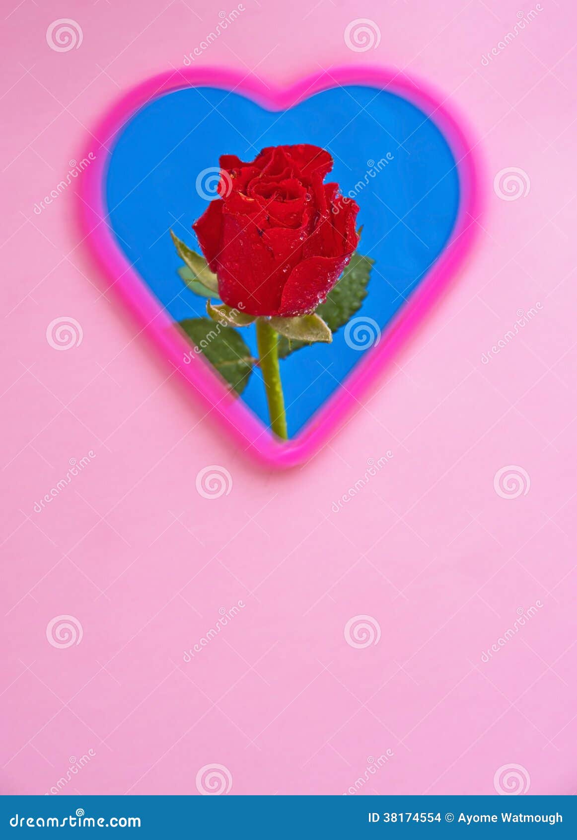Red rose for true love stock photo. Image of romance - 38174554