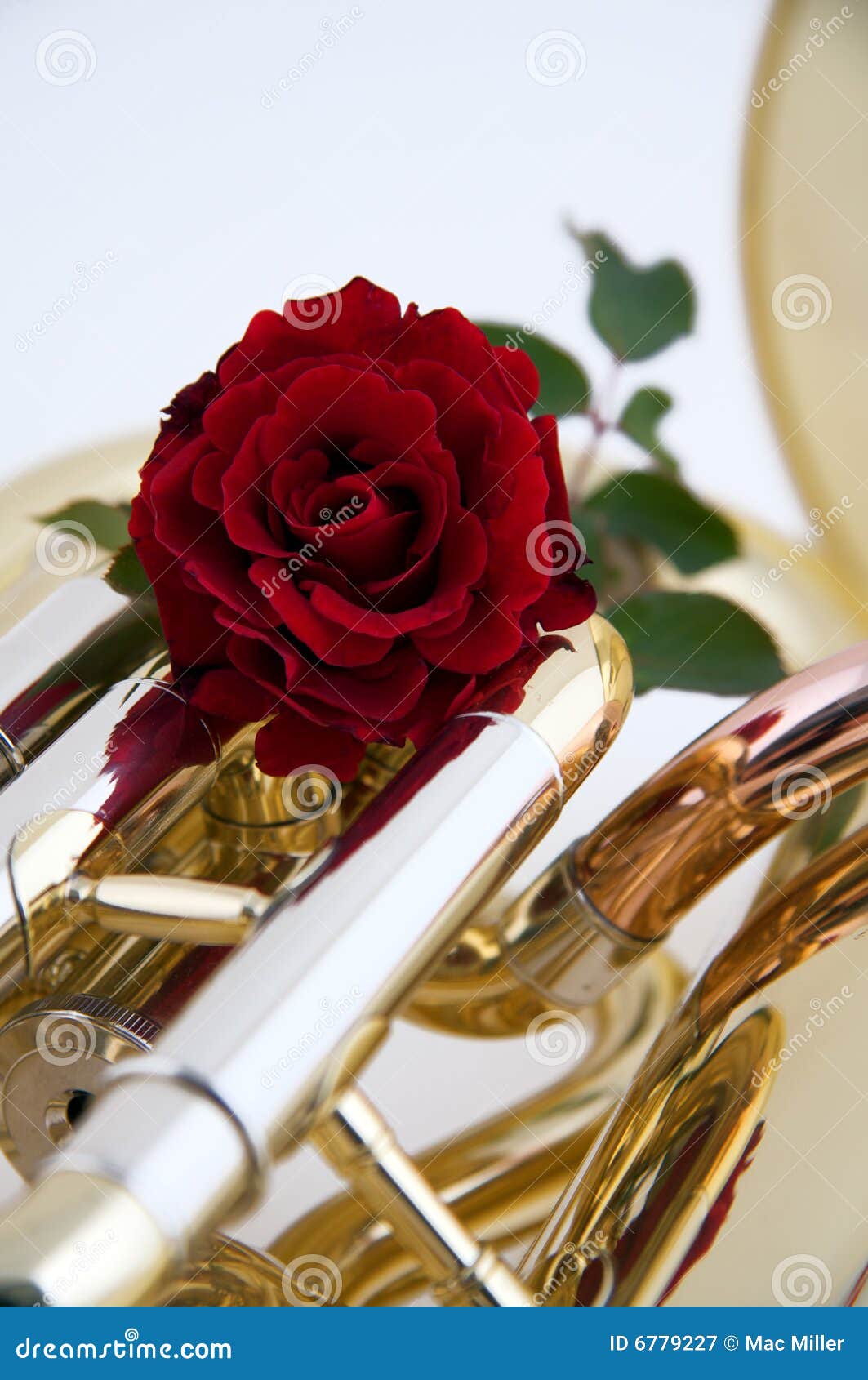 Red Rose on Tuba or Euphonium Stock Image - Image of instrument, band ...