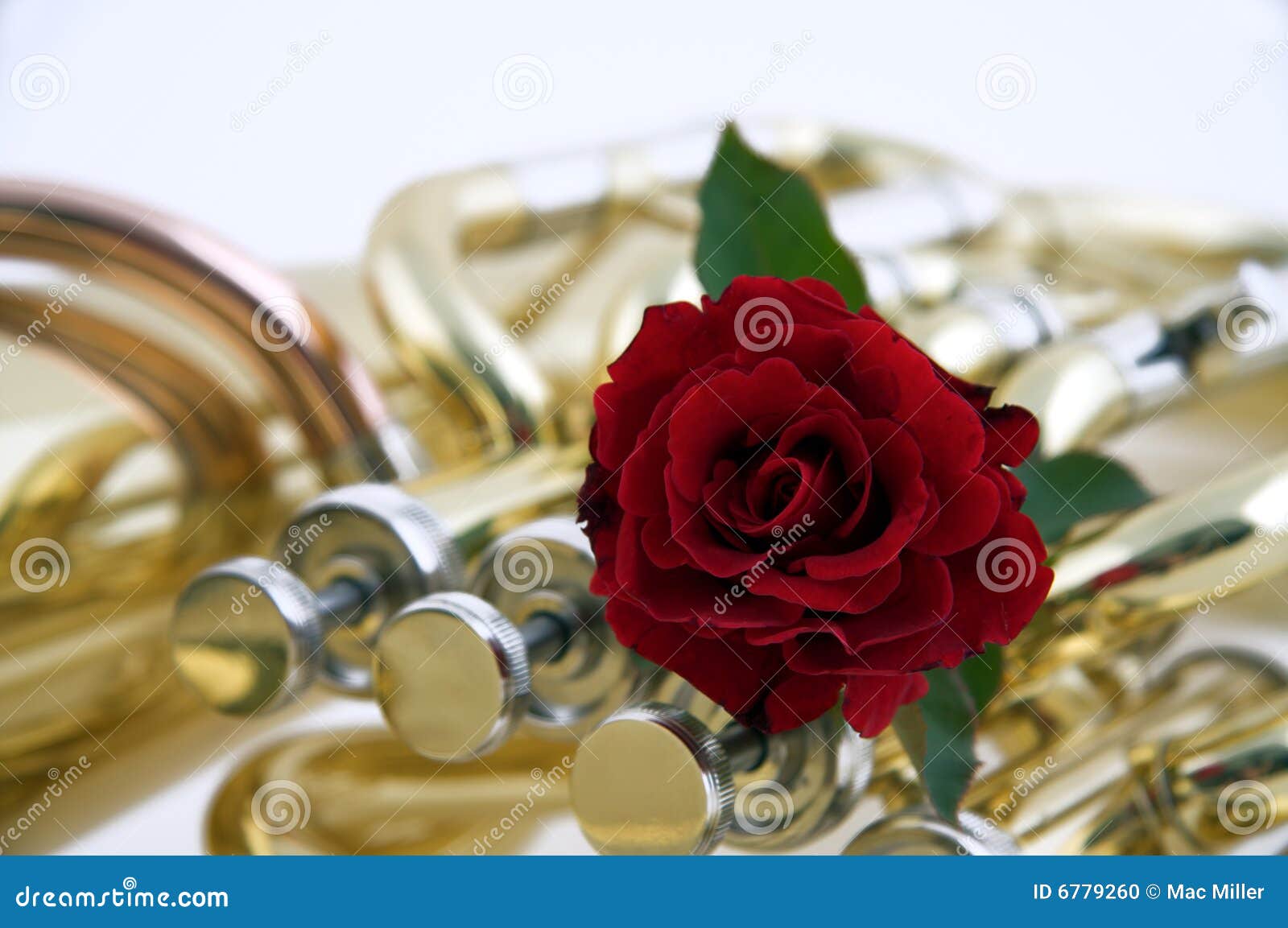 Red Rose on Tuba or Euphonium Stock Photo - Image of band, horn: 6779260