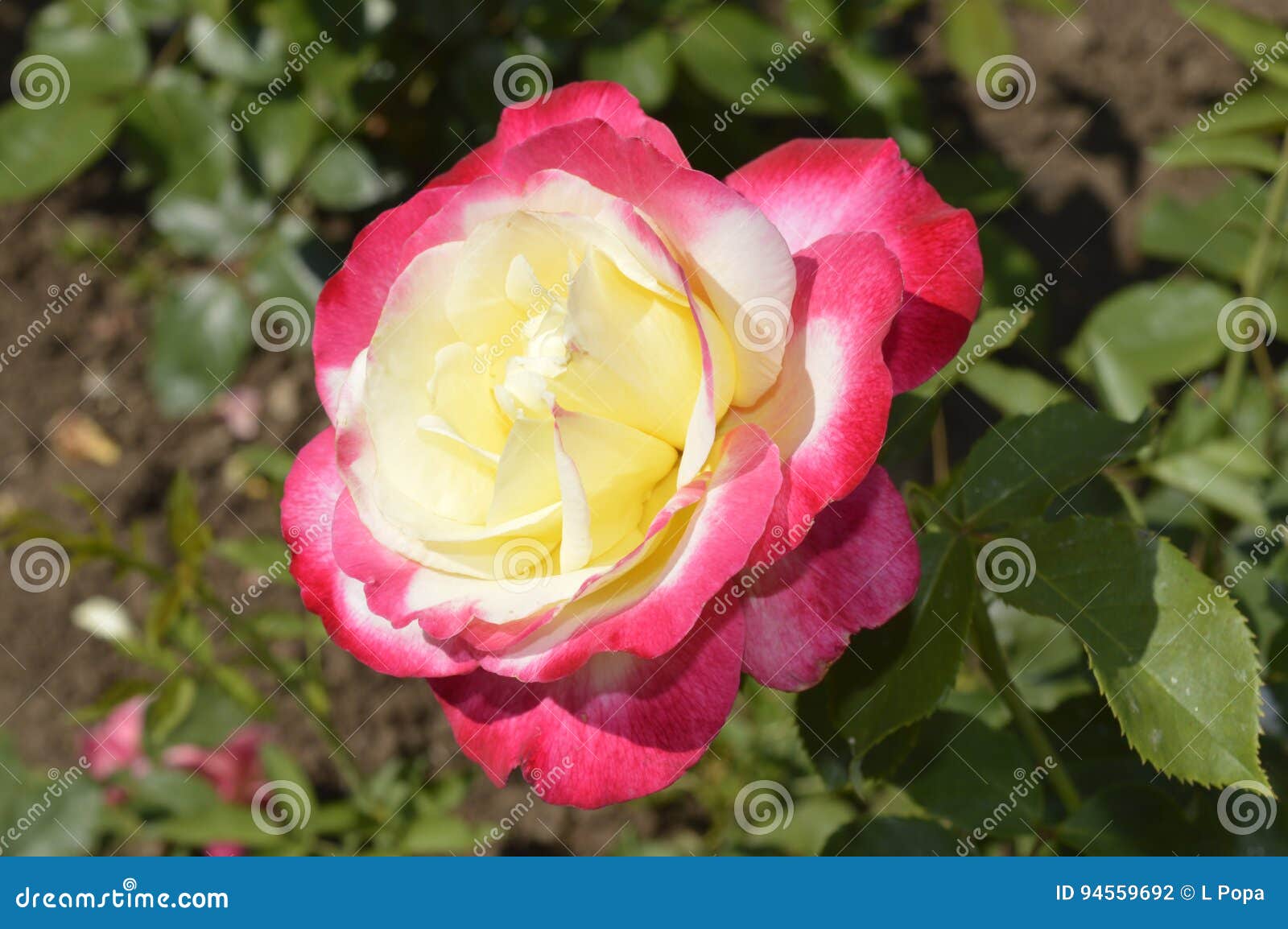 Red rose in two color . stock photo. Image of generic - 94559692