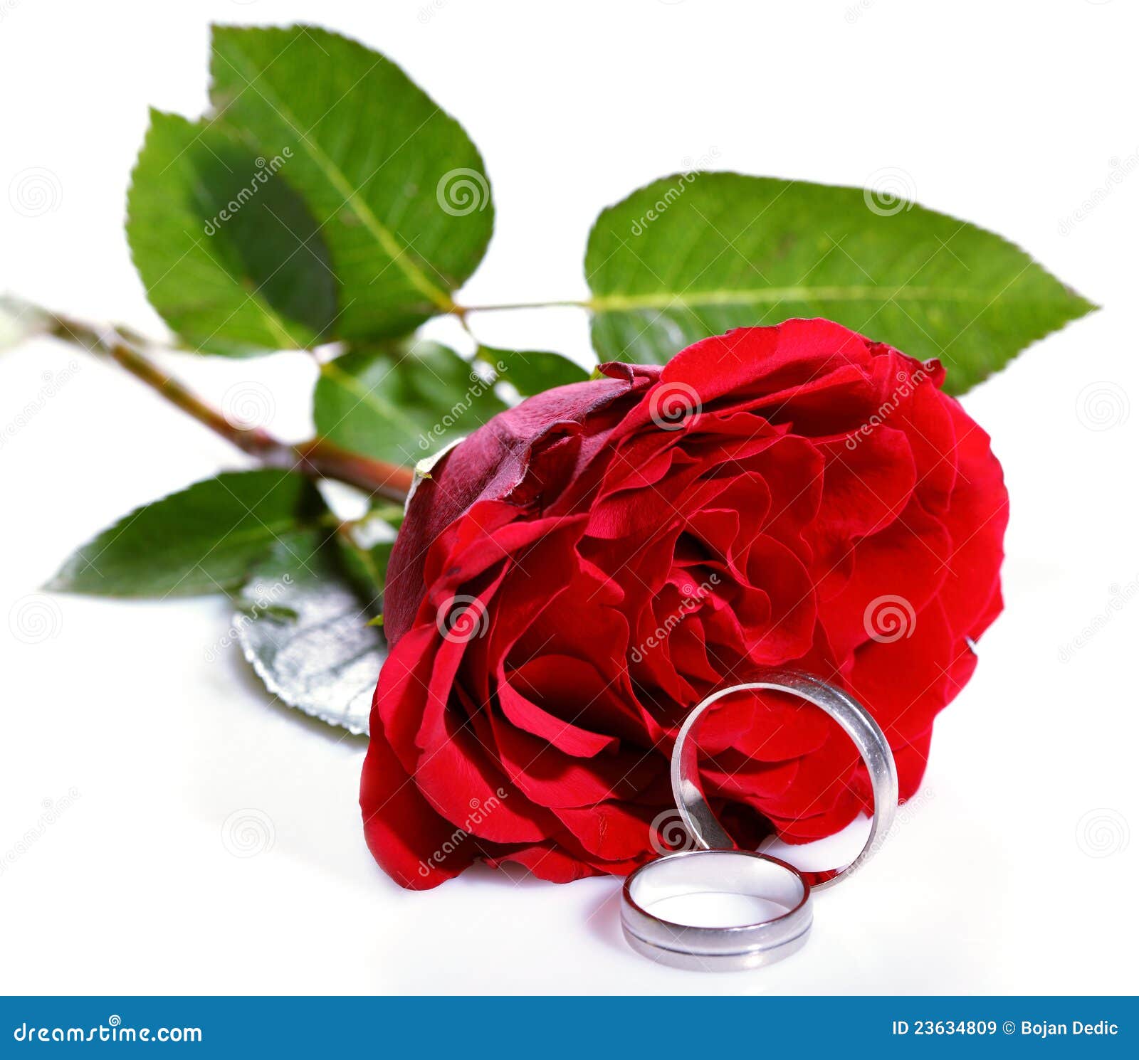 Red Rose and Two Wedding Rings Stock Image - Image of anniversary ...