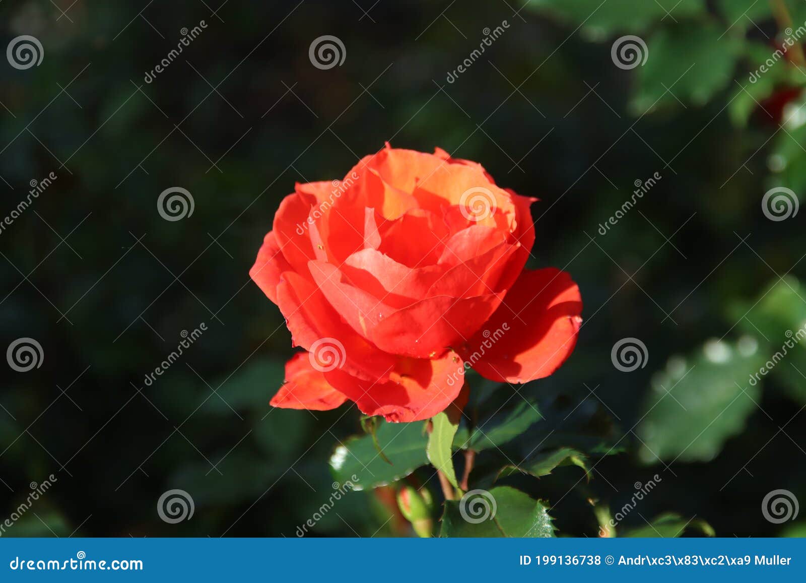Red Rose Type Isa N the Rosarium in Boskoop Stock Photo - Image of rosa ...