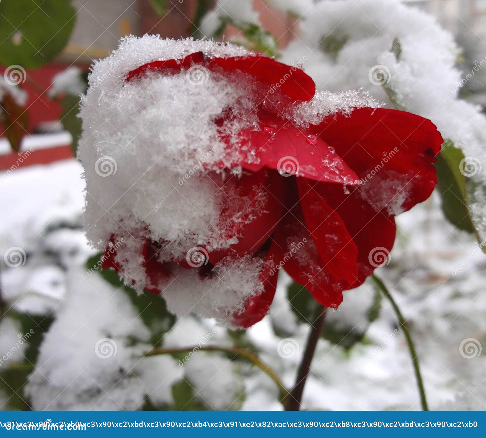 Flowers and snow stock image. Image of seasons, autumn - 102692955