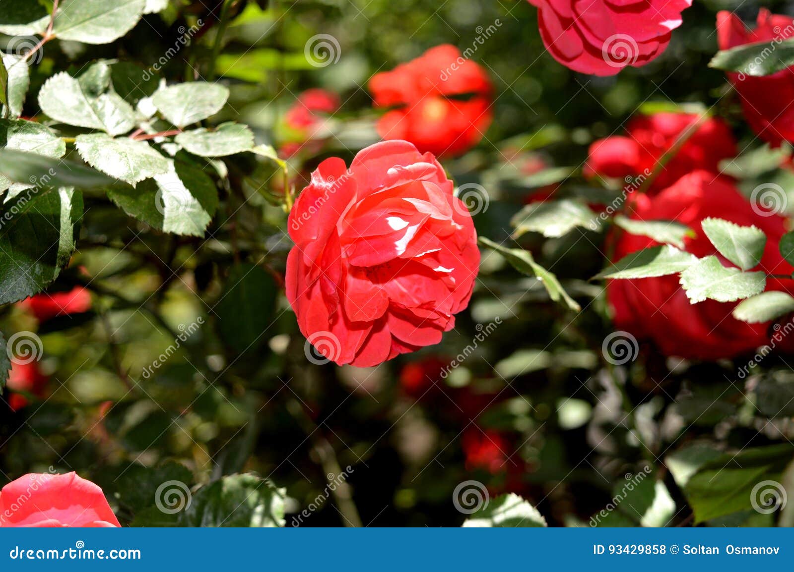 Red Rose Under the Sunlight Stock Photo - Image of bushes, anniversary ...