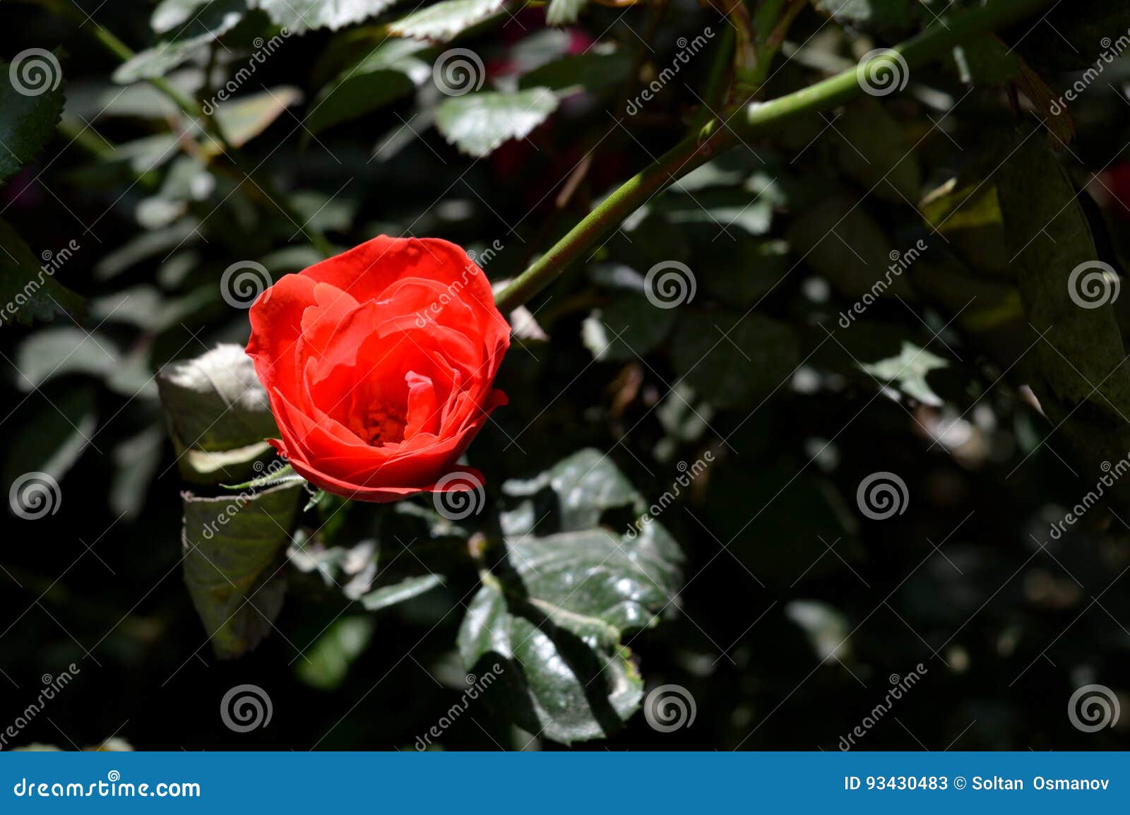 Red Rose Under the Sunlight Stock Image - Image of gardens, arrangement ...