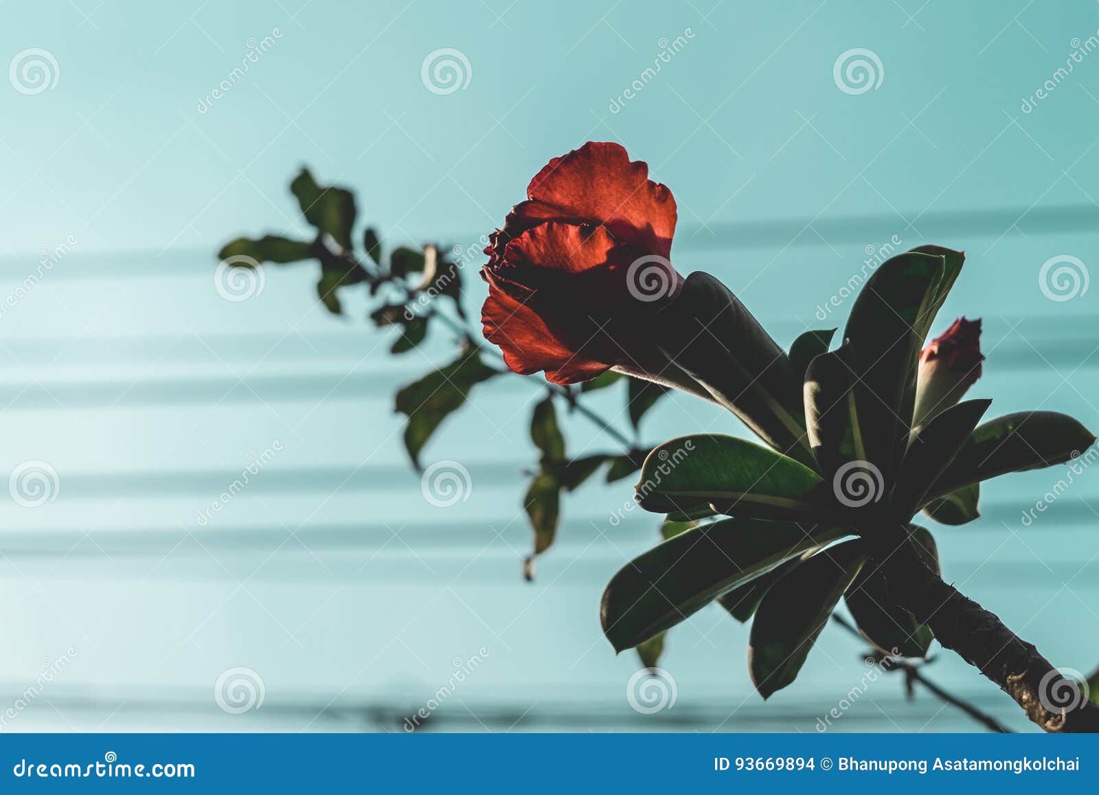 Red rose under sunlight stock photo. Image of tree, nature - 93669894