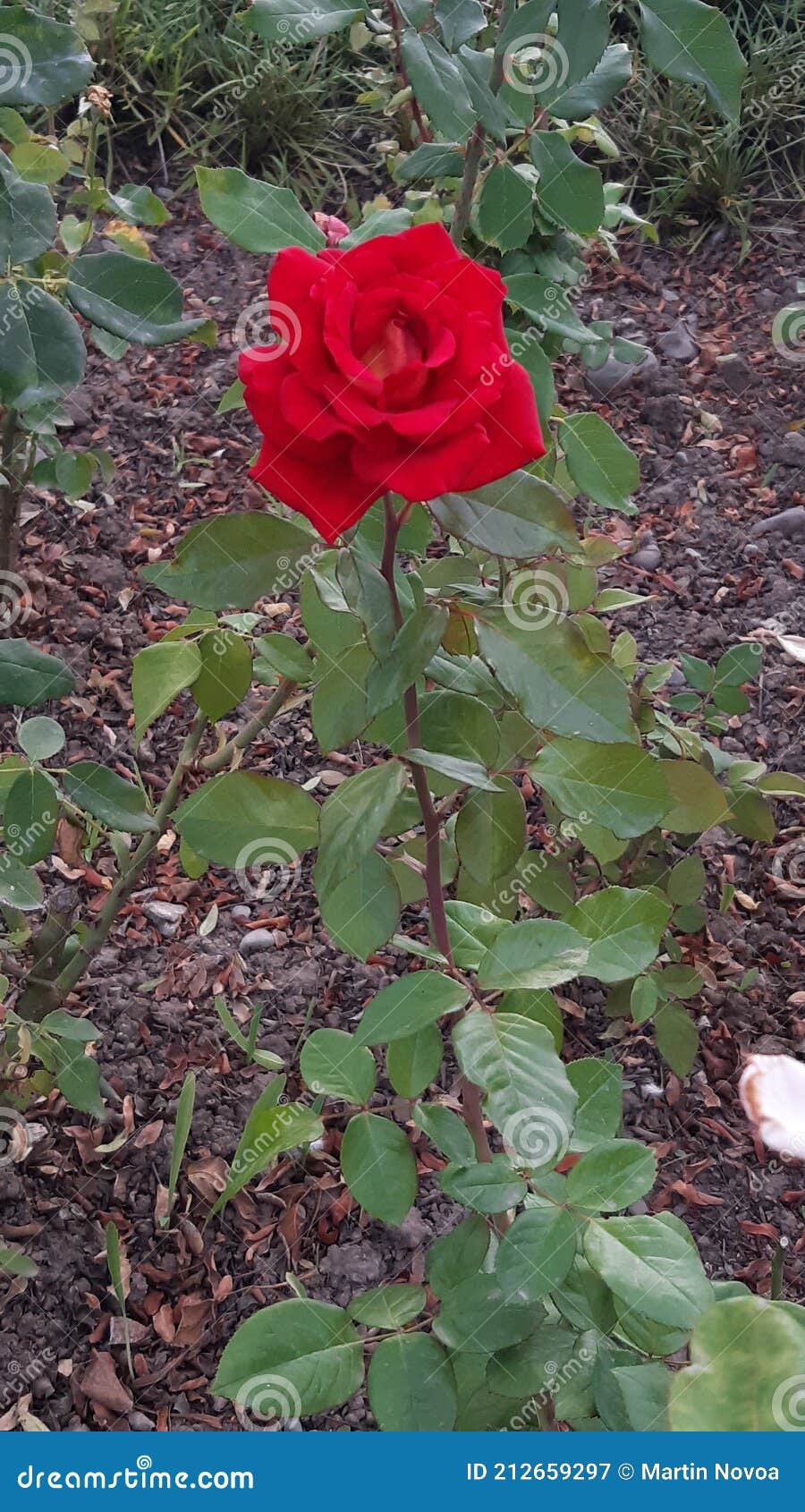 Red rose the unique flower stock image. Image of unique - 212659297