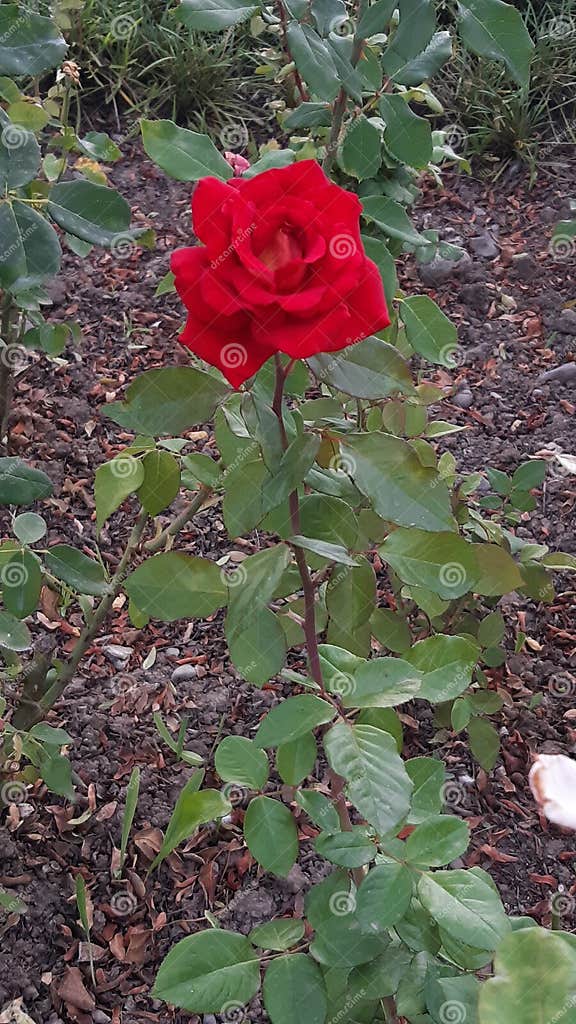 Red rose the unique flower stock image. Image of unique - 212659297