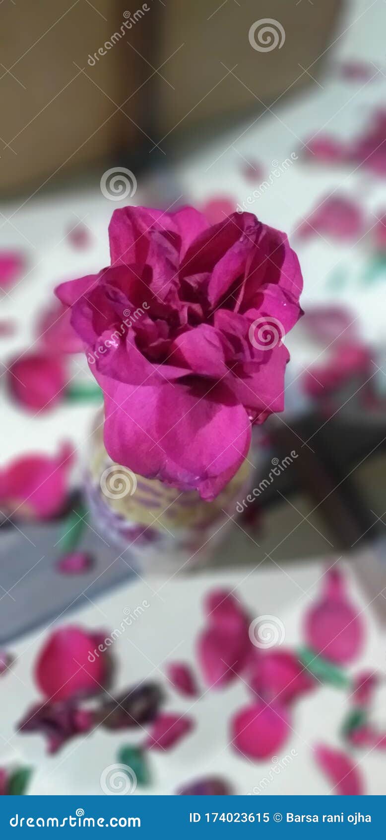 Red rose for valetine stock image. Image of beauty, flower - 174023615