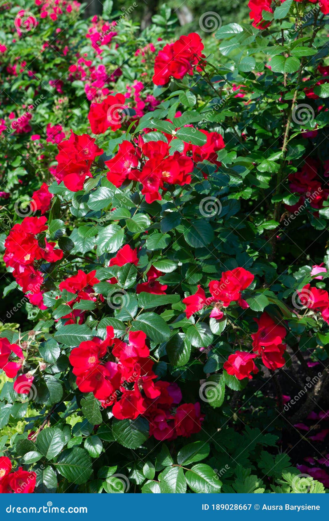 Red Rose Variety Robusta Flowering in a Garden Stock Image - Image of ...