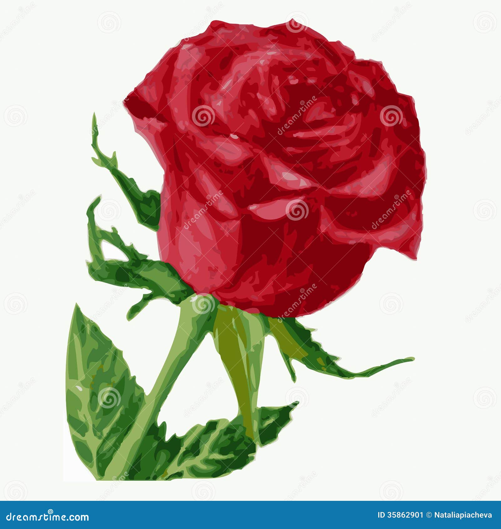 Red Rose stock illustration. Illustration of botanical - 35862901