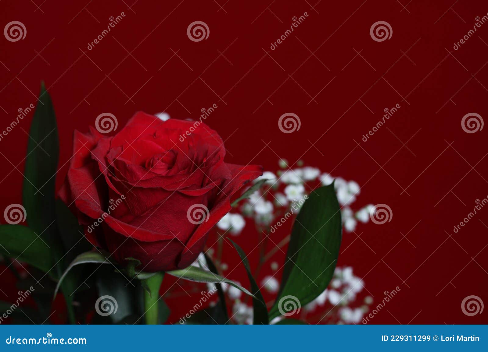 Red Rose on Red Velvet Background Close Up Stock Image - Image of ...
