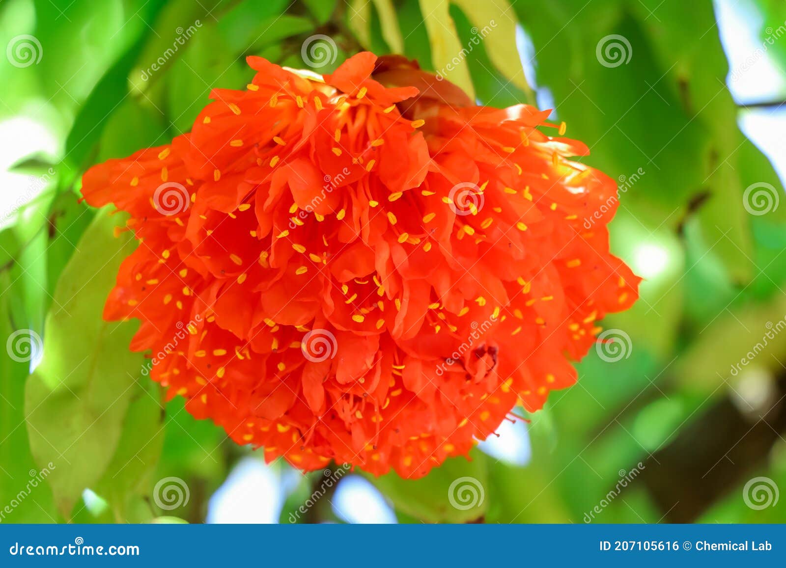 Red Rose of Venezuela Flower Stock Photo - Image of leaf, floral: 207105616