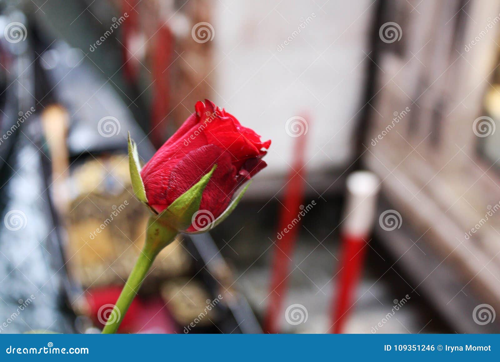 Red rose in Venice Italy stock photo. Image of pink - 109351246