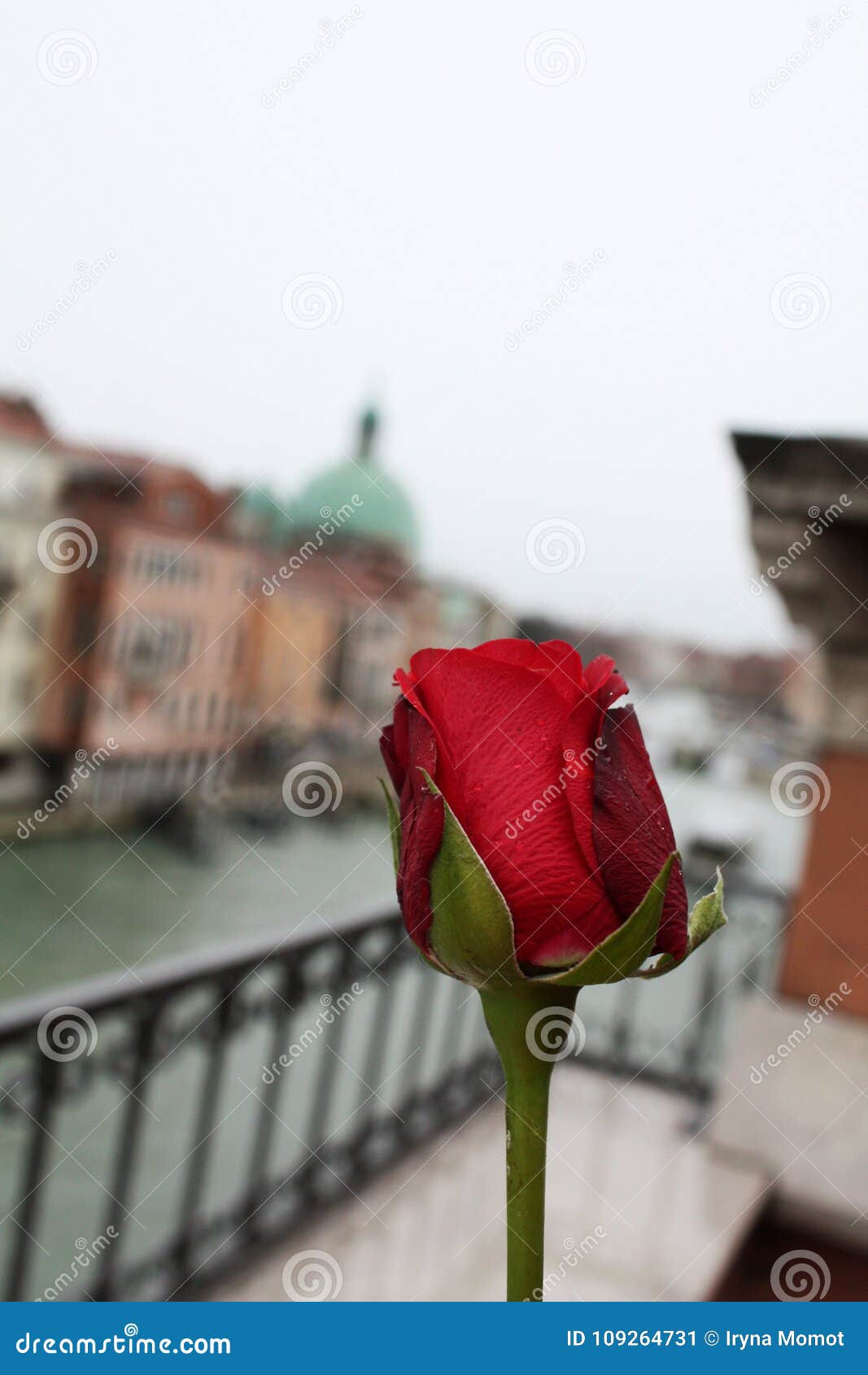 Red rose in Venice Italy stock image. Image of italy - 109264731