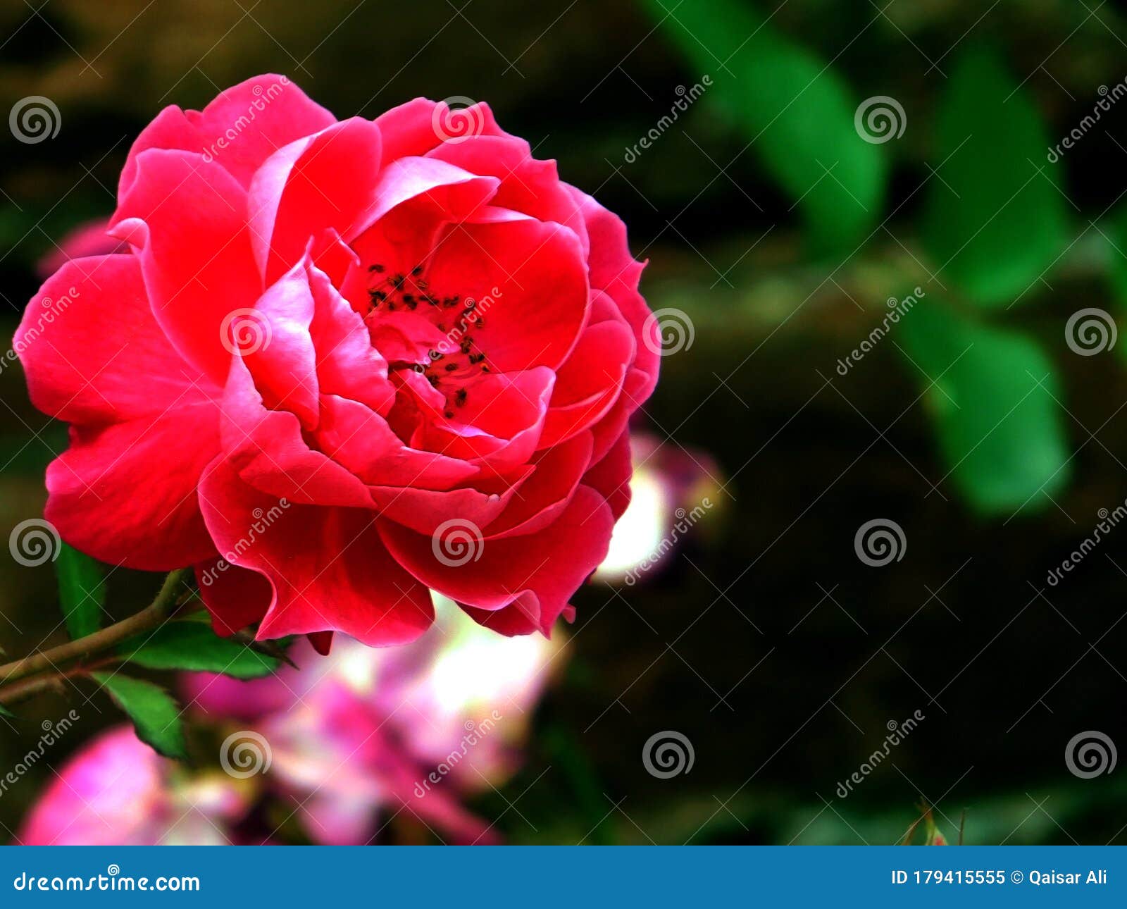 Red Rose stock image. Image of march, pink, stage, beautiful - 179415555