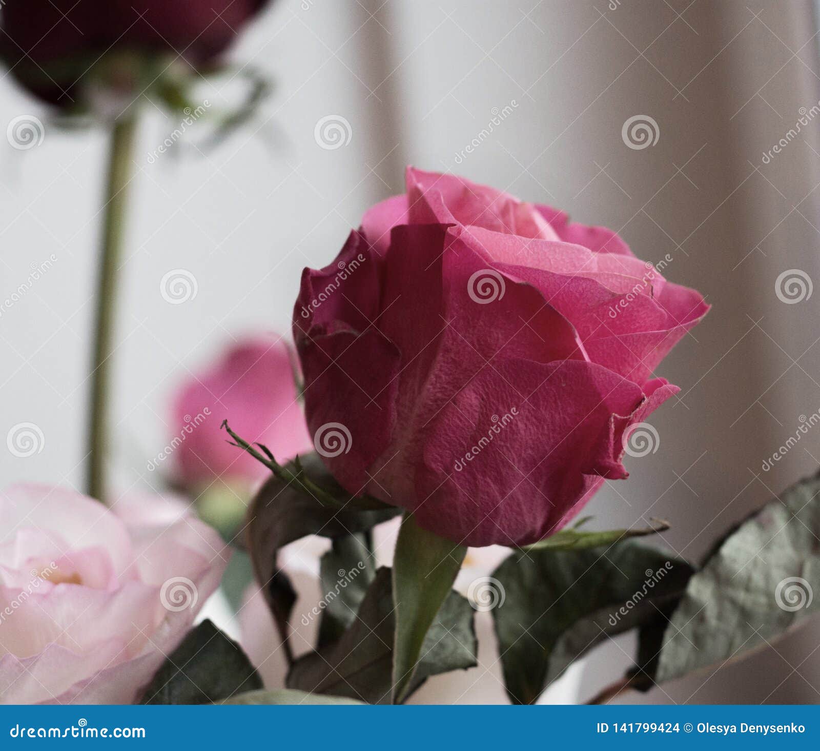 Red rose in vintage style stock photo. Image of love - 141799424