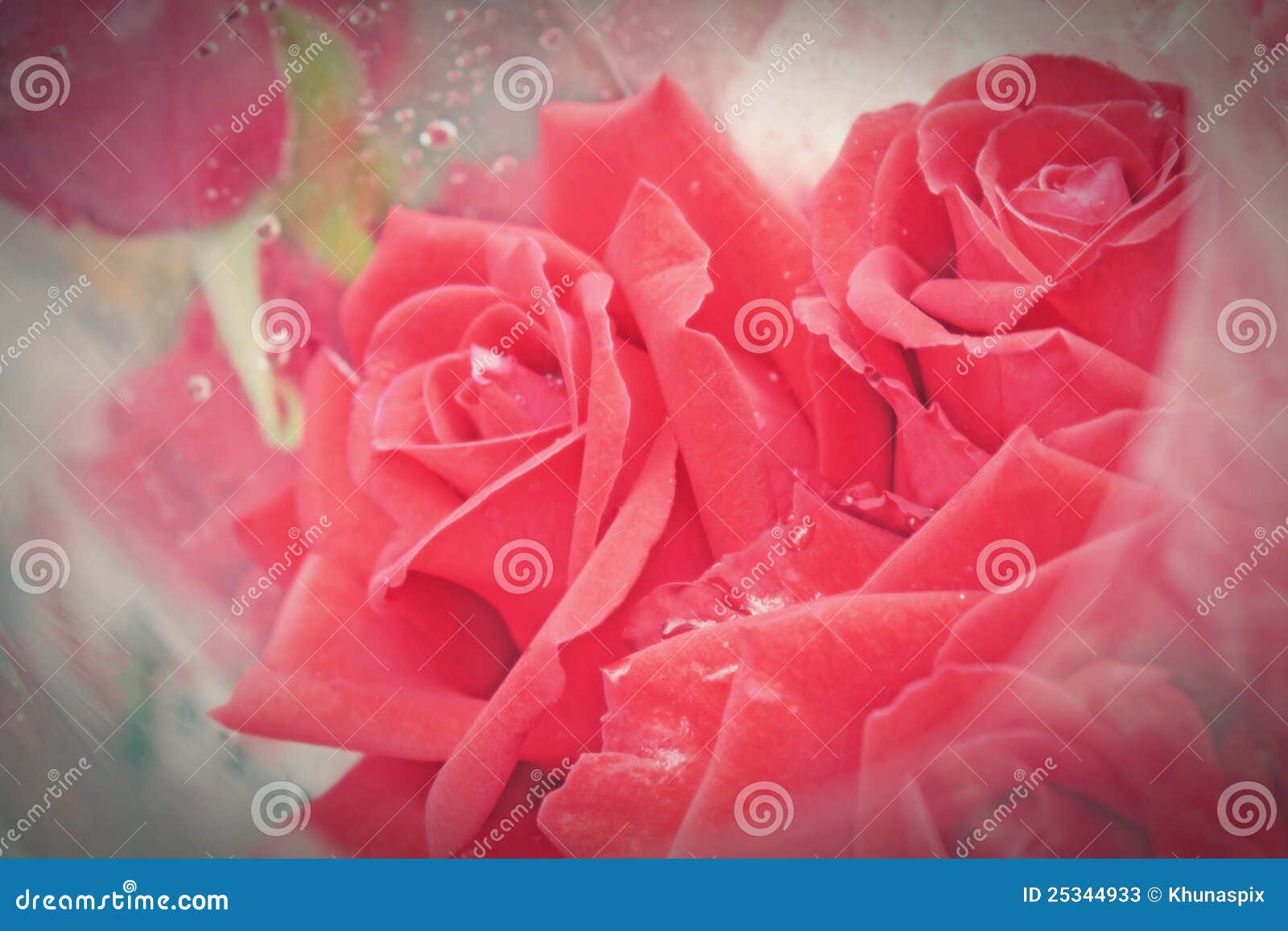 Red rose vintage style stock image. Image of classic - 25344933