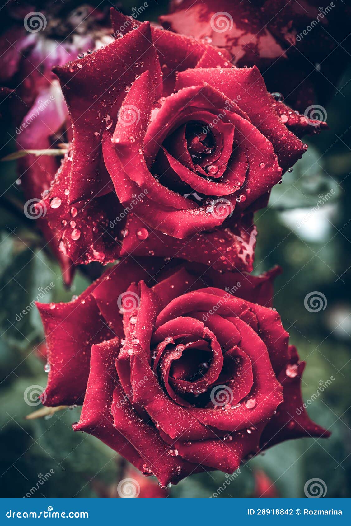 Red Rose in a Vintage Style Stock Photo - Image of gift, love: 28918842