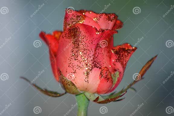 Red rose w/glitter stock photo. Image of decorated, flower - 22135252