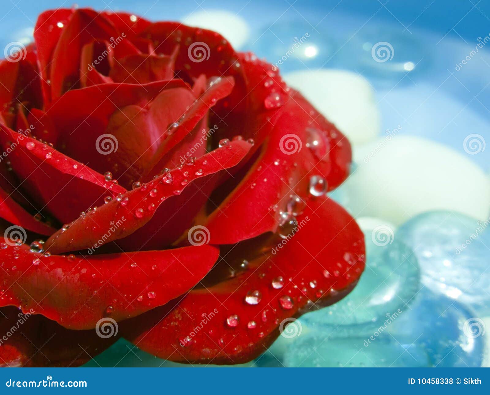 Red Rose Washed with Dew stock photo. Image of feeling - 10458338