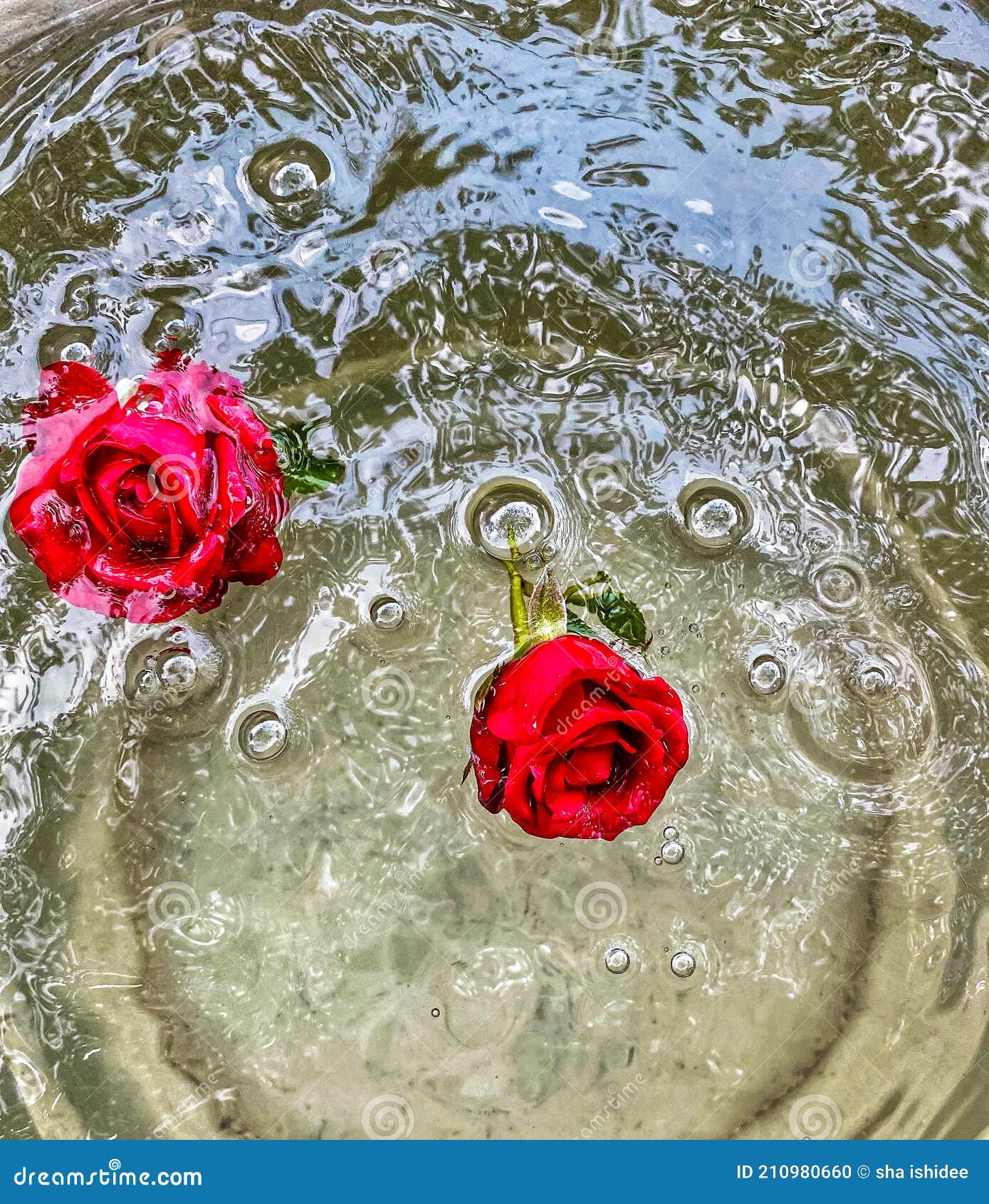 Red rose in the water stock photo. Image of rose, plant - 210980660