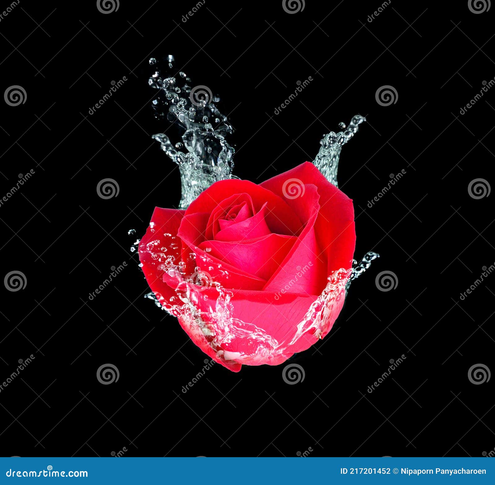 Red Rose in the Water on Black Stock Photo - Image of romance, drops ...