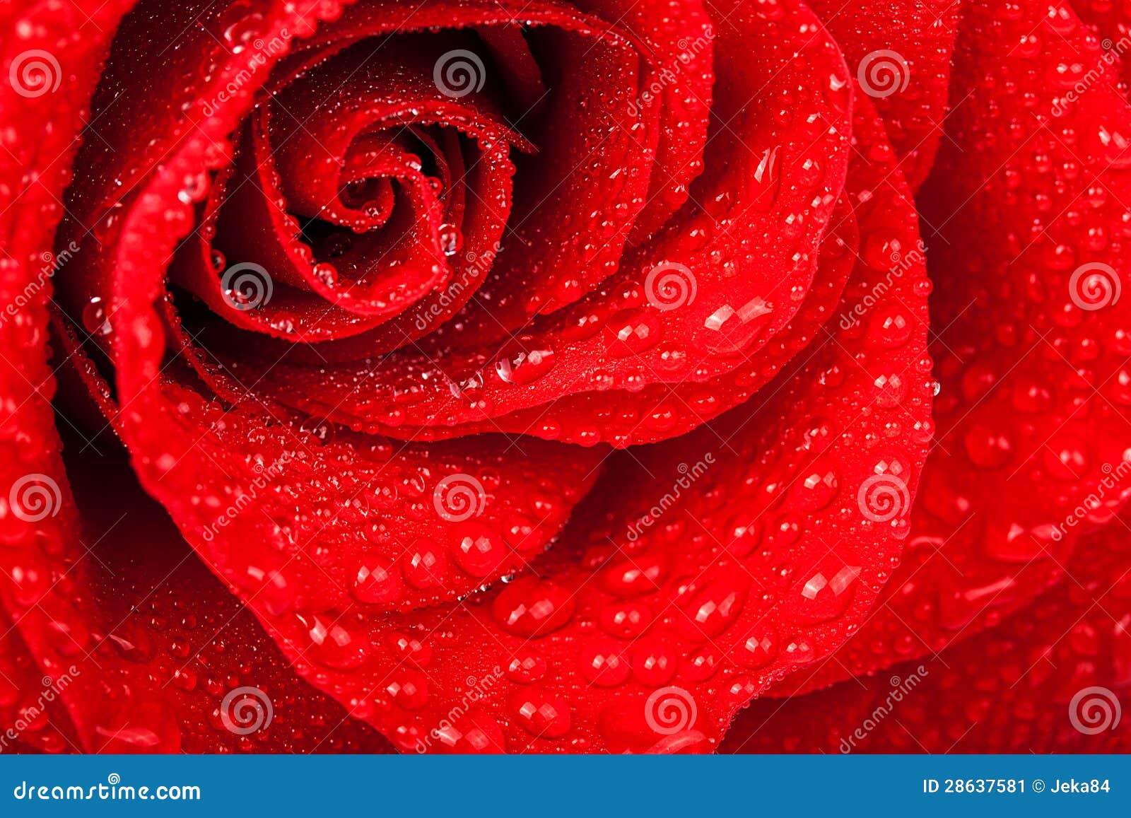 Red rose with water drop stock image. Image of beautiful - 28637581
