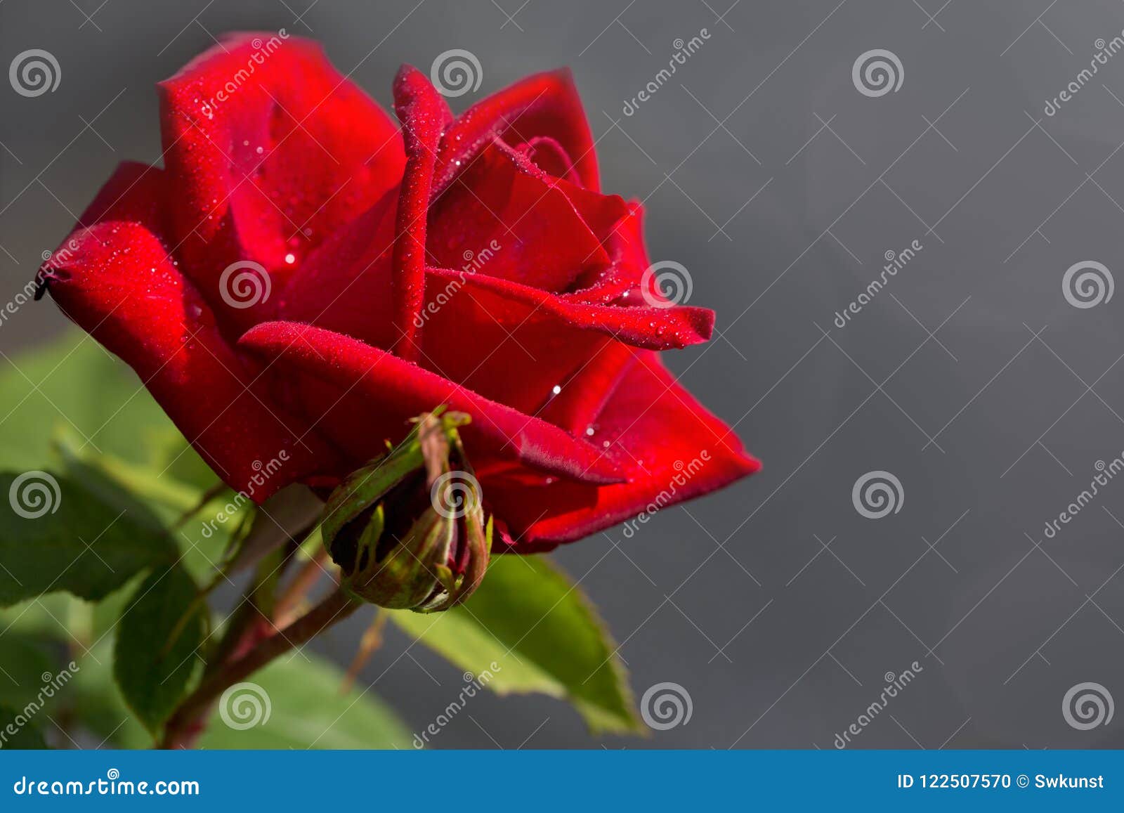 Red rose with water drop. stock photo. Image of nature - 122507570