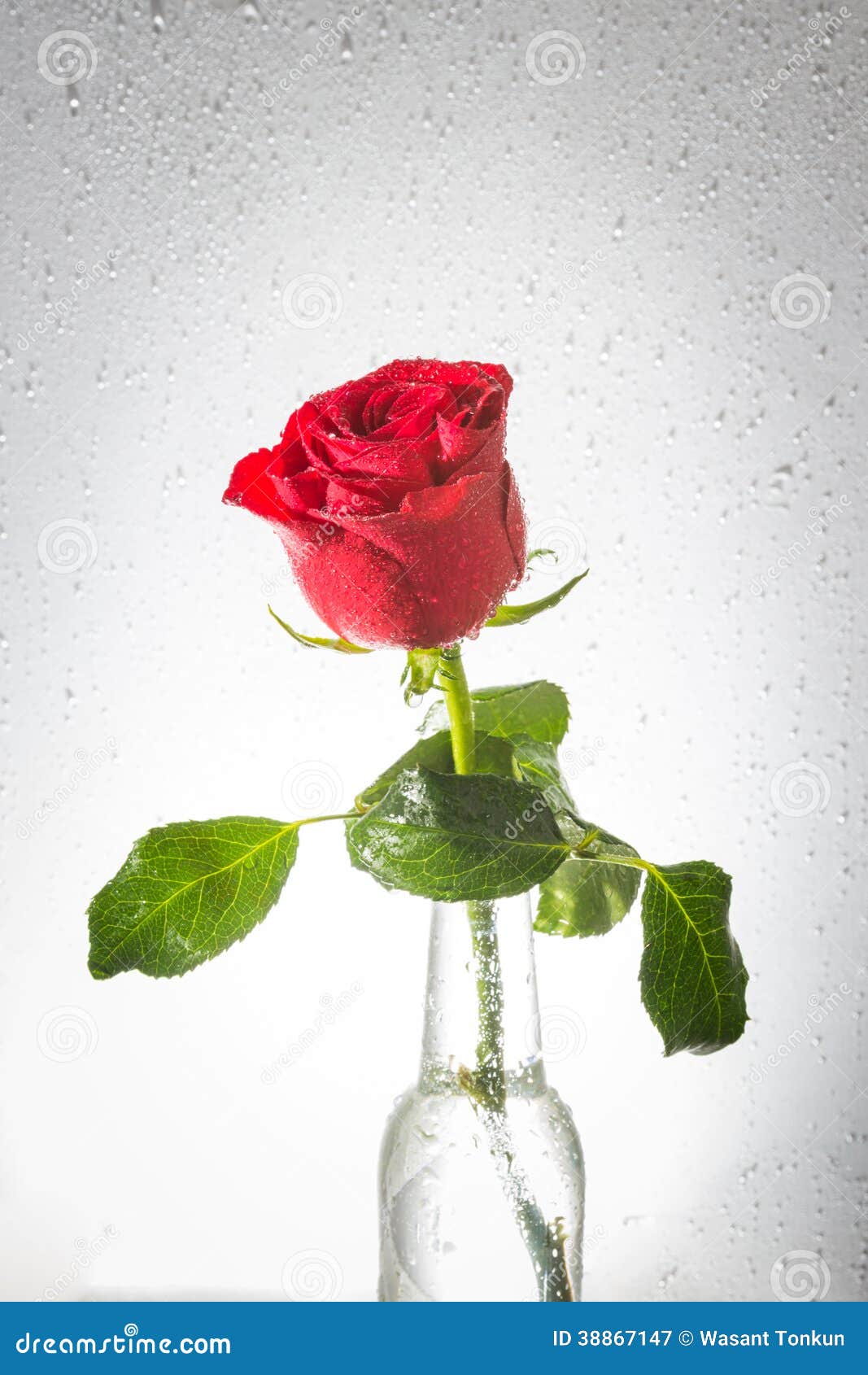 Red Rose with water drop stock image. Image of flora - 38867147