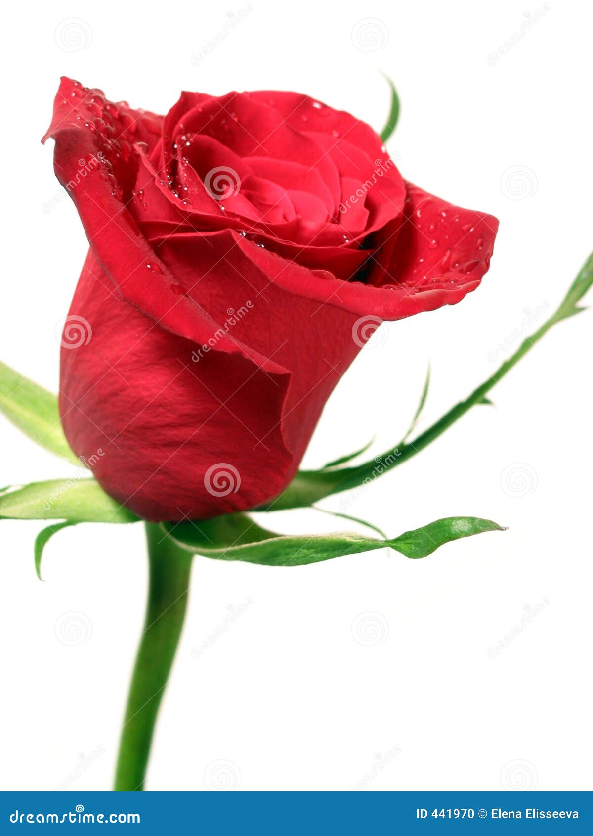 Red Rose with Water Droplets Stock Photo - Image of details, flower: 441970