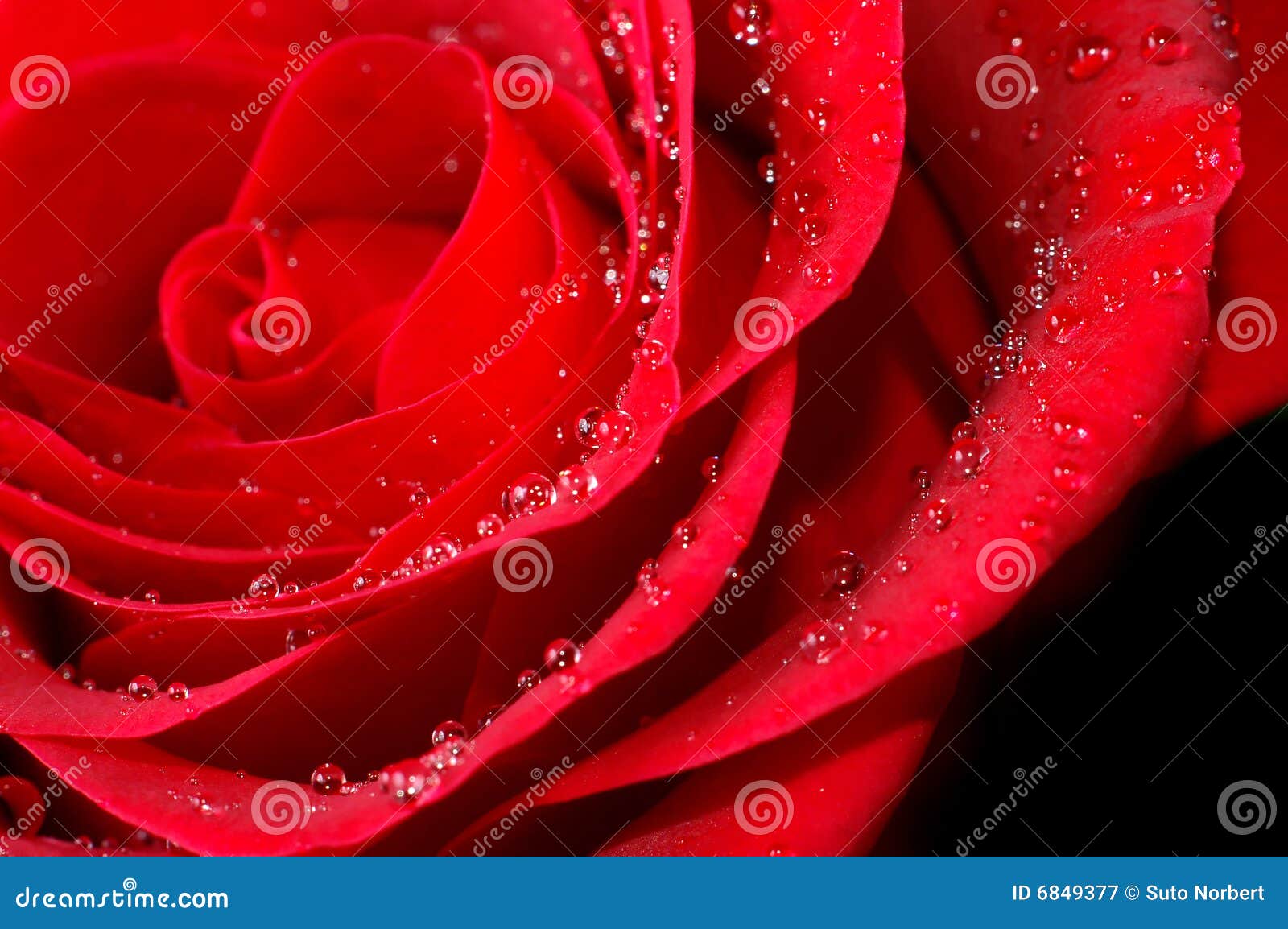 Red Rose with Water Droplets Stock Image - Image of garden, layers: 6849377