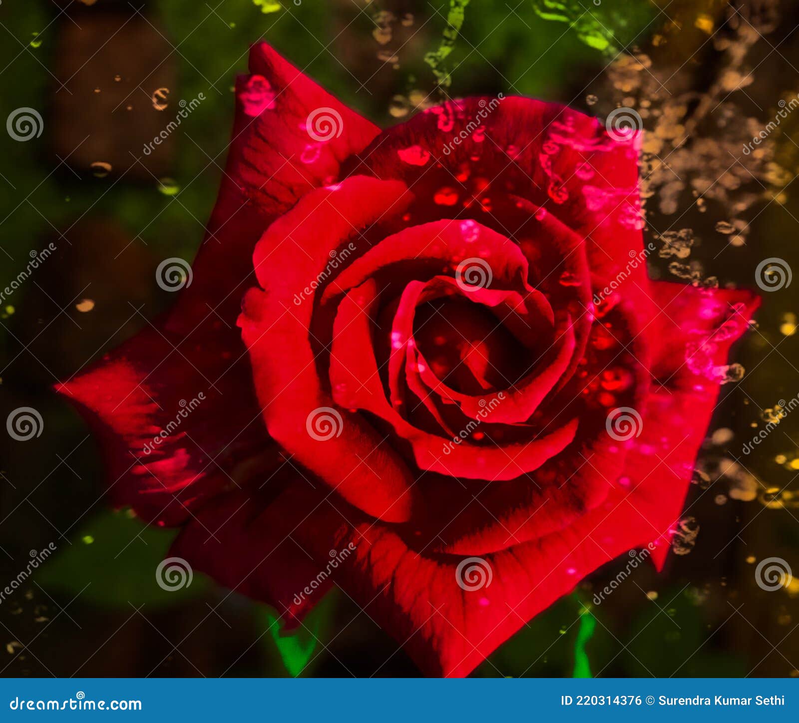 Red Rose with Water Droplets and Black Background. Stock Photo - Image ...