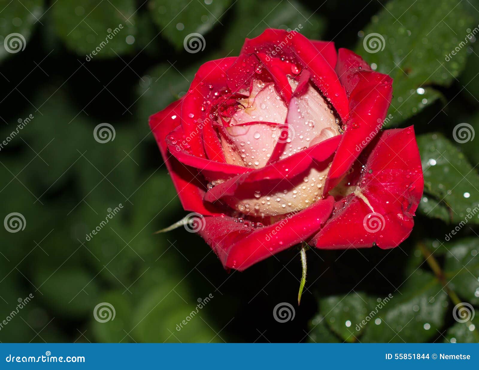 Red Rose with Water Droplets Stock Photo - Image of background, flora ...