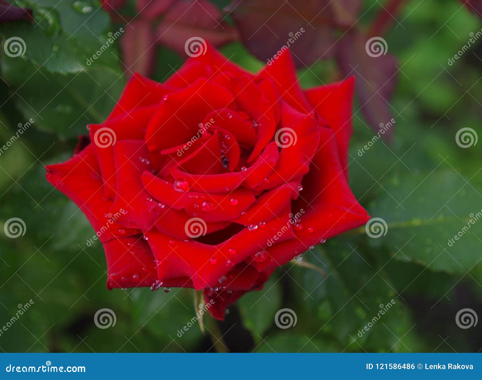 Red rose stock photo. Image of garden, plant, water - 121586486