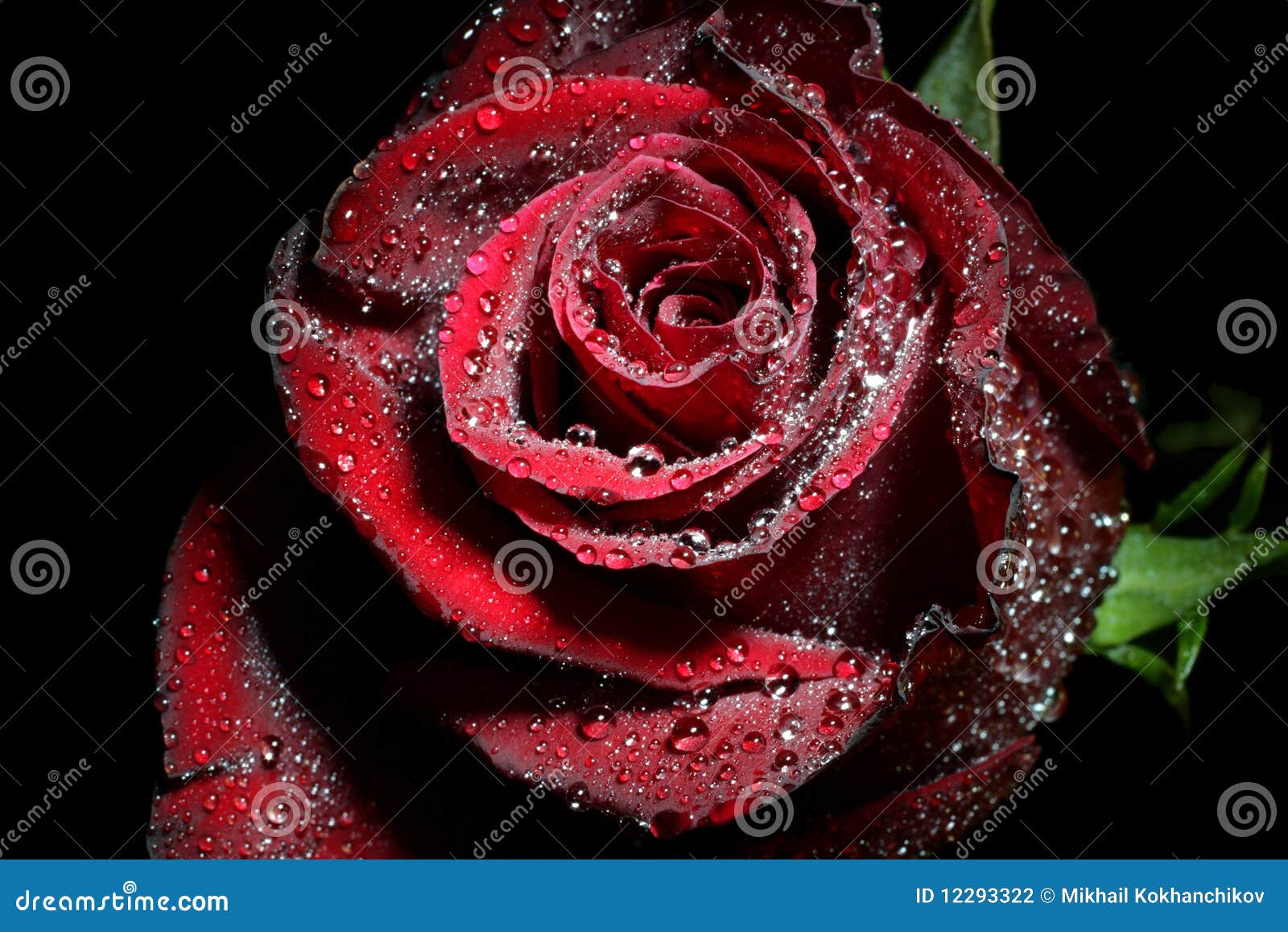 Red rose with water drops stock photo. Image of botany - 12293322