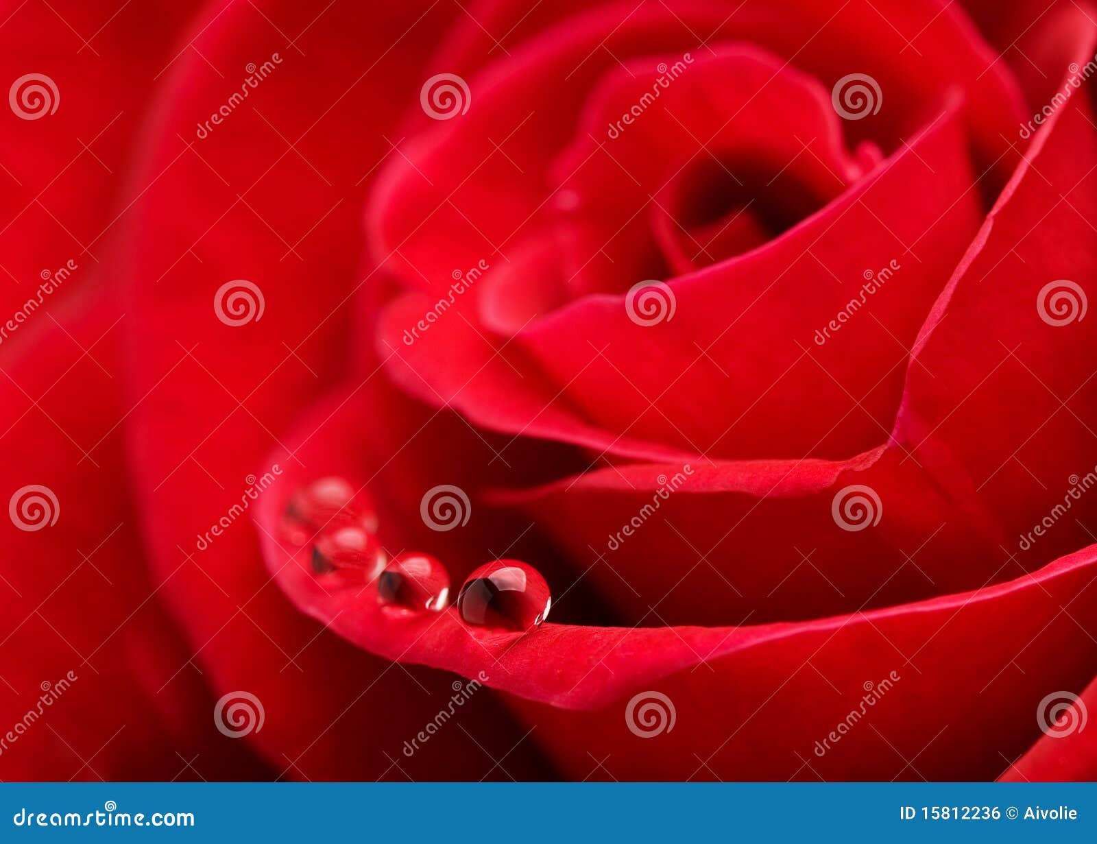 Red rose with water drops stock photo. Image of bright - 15812236
