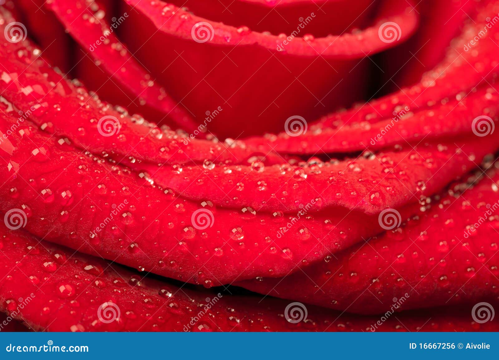 Red rose with water drops stock photo. Image of colorful - 16667256