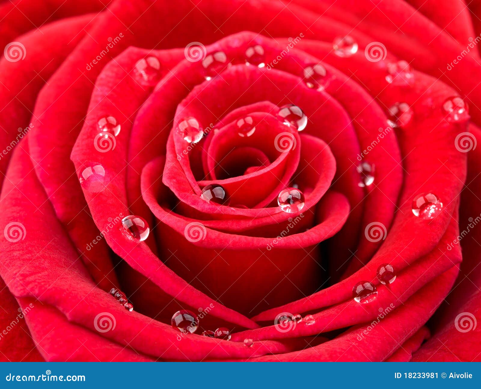 Red rose with water drops stock image. Image of drop - 18233981